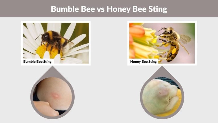Bumble Bee vs Honey Bee: Key Differences, Sting, Size & Behavior Guide