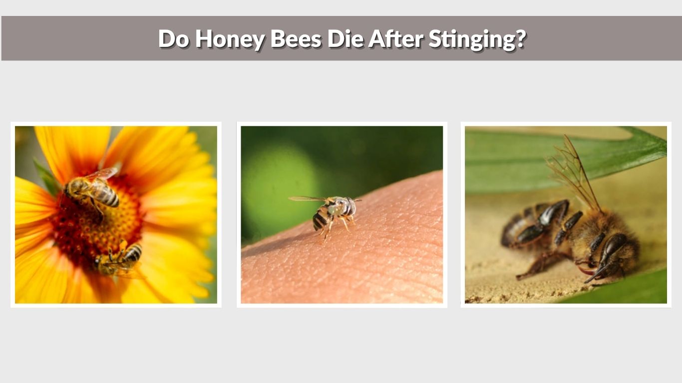 Honey Bee Sting: Symptoms, Treatment, and Safety Guide