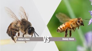 Bees That Make Honey from Meat (Facts About Vulture Bees)