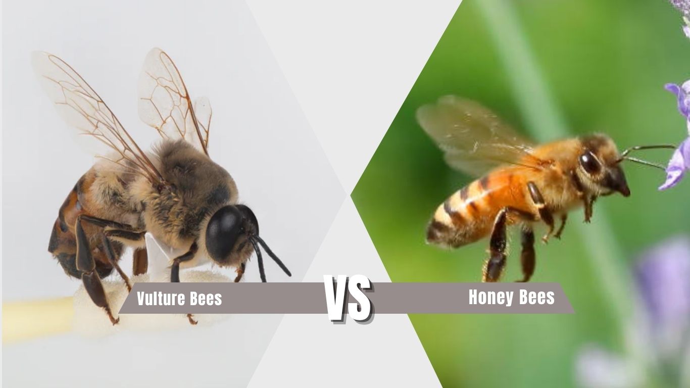 Bees That Make Honey from Meat (Facts About Vulture Bees)