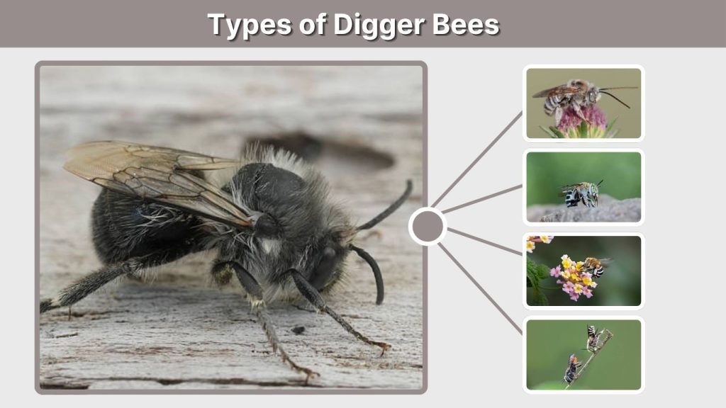 Digger Bees: Identification, Life Cycle, Risks & Removal Guide