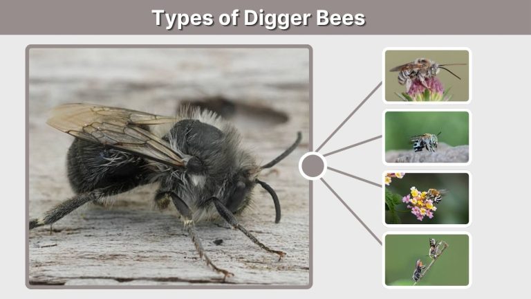Digger Bees: Identification, Life Cycle, Risks & Removal Guide