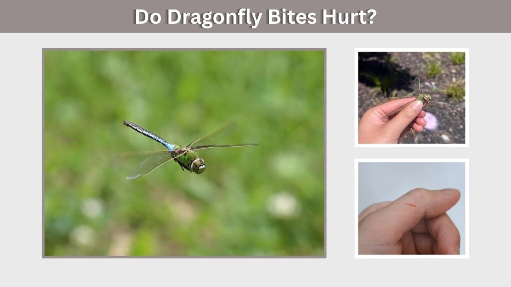 Do Dragonflies Bite? Facts About Bites, Stings and Safety