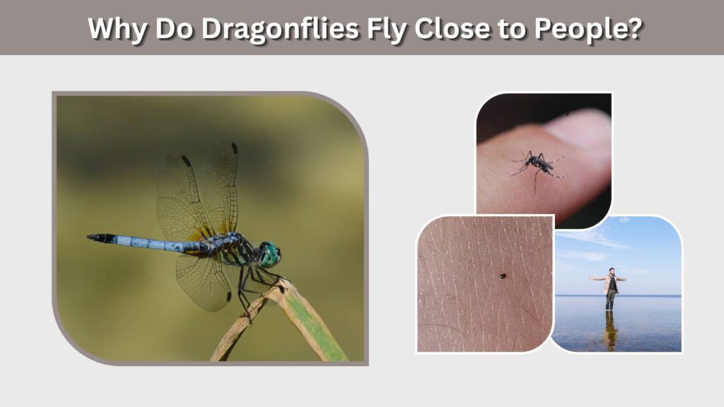 Do Dragonflies Bite? Facts About Bites, Stings and Safety