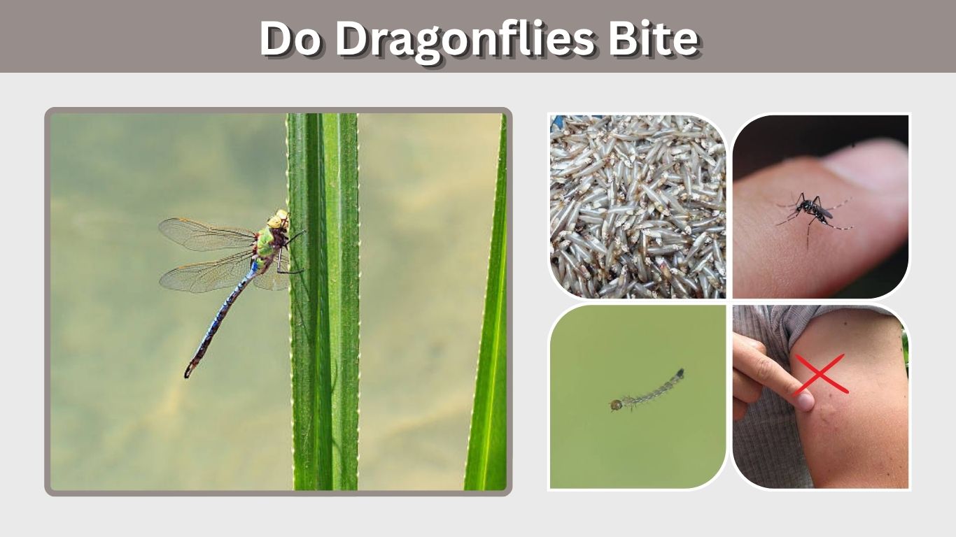 Do Dragonflies Bite? Facts About Bites, Stings and Safety