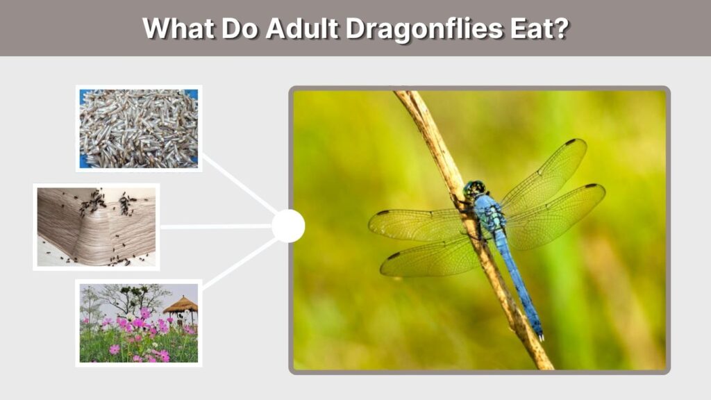 What Do Dragonflies Eat? Diet, Prey and Feeding Habits