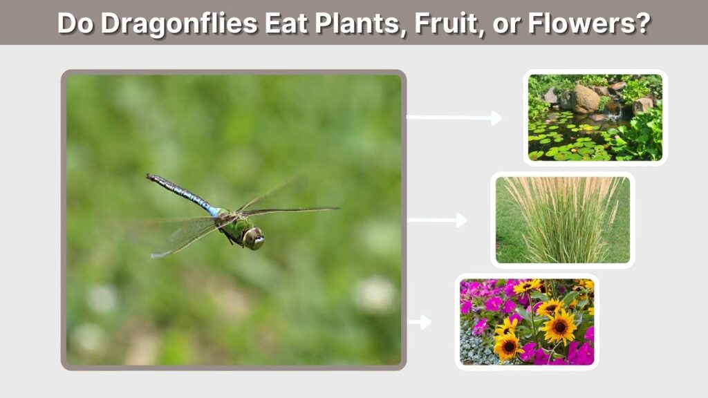 What Do Dragonflies Eat? Diet, Prey and Feeding Habits
