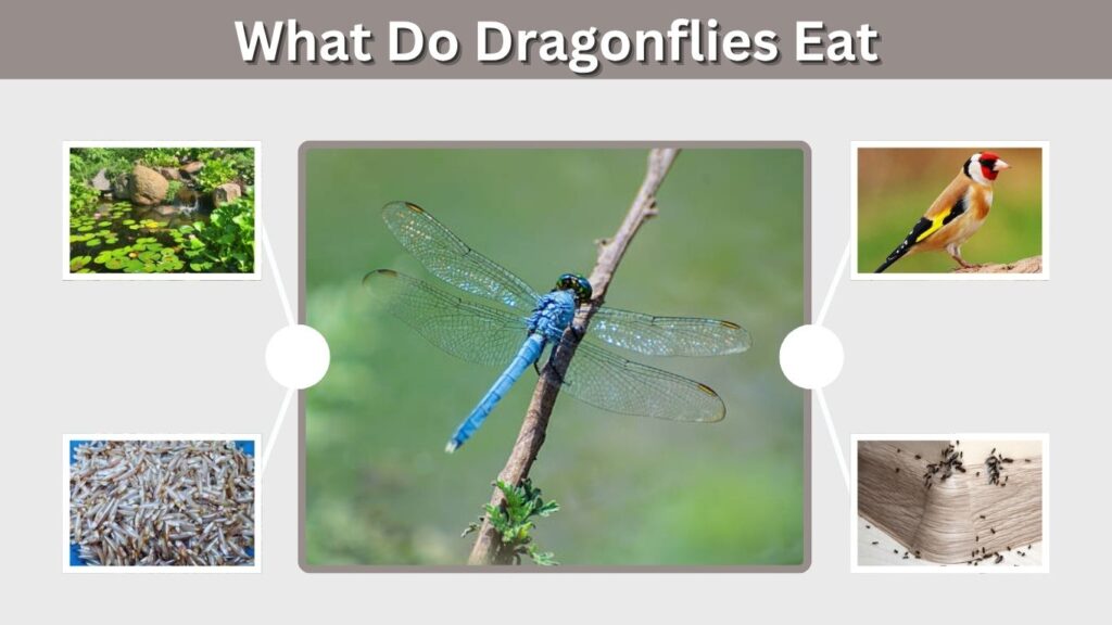 What Do Dragonflies Eat? Diet, Prey and Feeding Habits