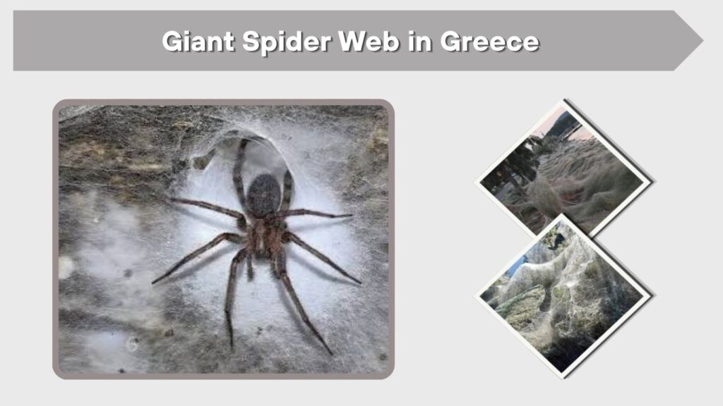 Giant Spider in Web: Real, Fake, or Dangerous?
