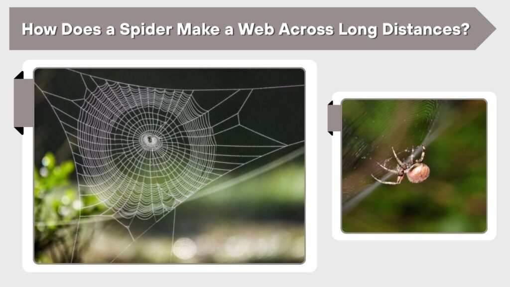 How Does a Spider Make Webs? Step-by-Step Guide