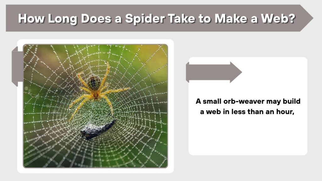 How Does a Spider Make Webs? Step-by-Step Guide