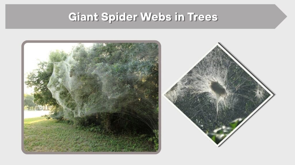 Giant Spider in Web: Real, Fake, or Dangerous?