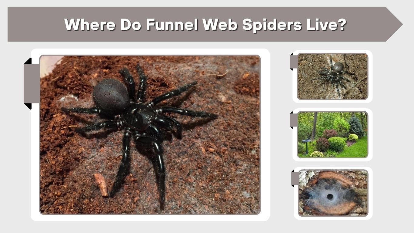 Funnel Web Spider: Habitat, Bite, Web, Size and Facts
