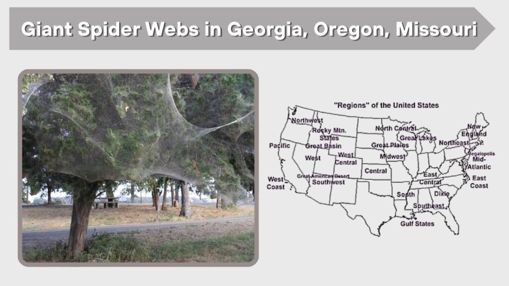Giant Spider in Web: Real, Fake, or Dangerous?