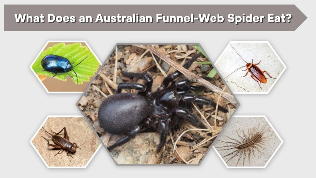 Australian Funnel-Web Spider: Bite, Venom, Size, Facts