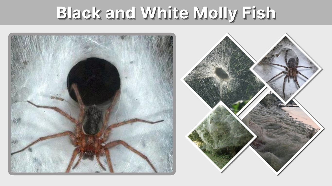 Giant Spider in Web: Real, Fake, or Dangerous?