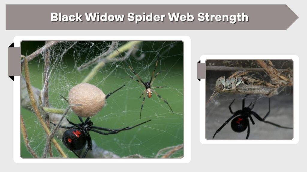 Black Widow Spider Web: Pattern, Identification, and Safety
