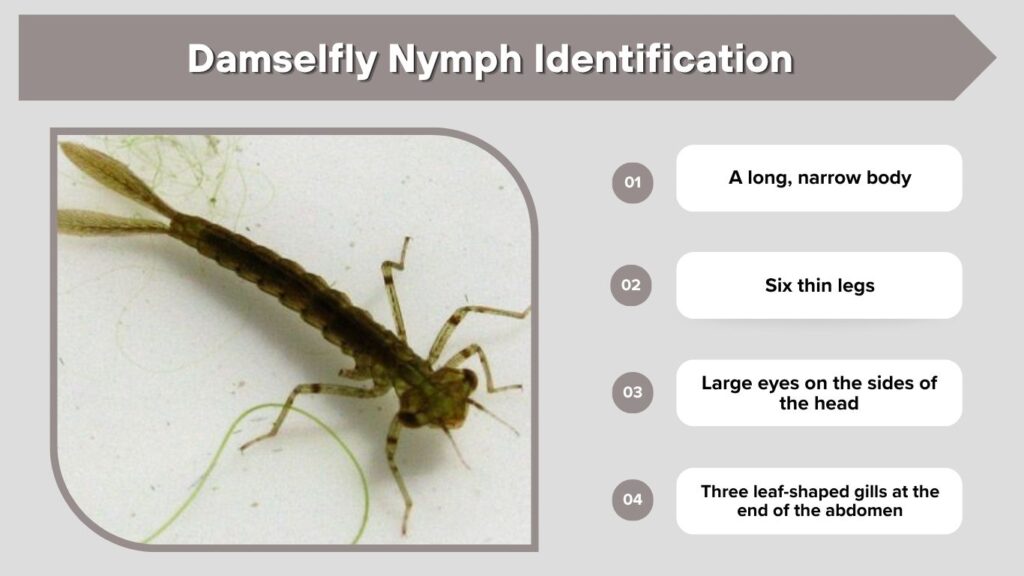 Damselfly Nymph: Identification, Habitat, Diet & Facts