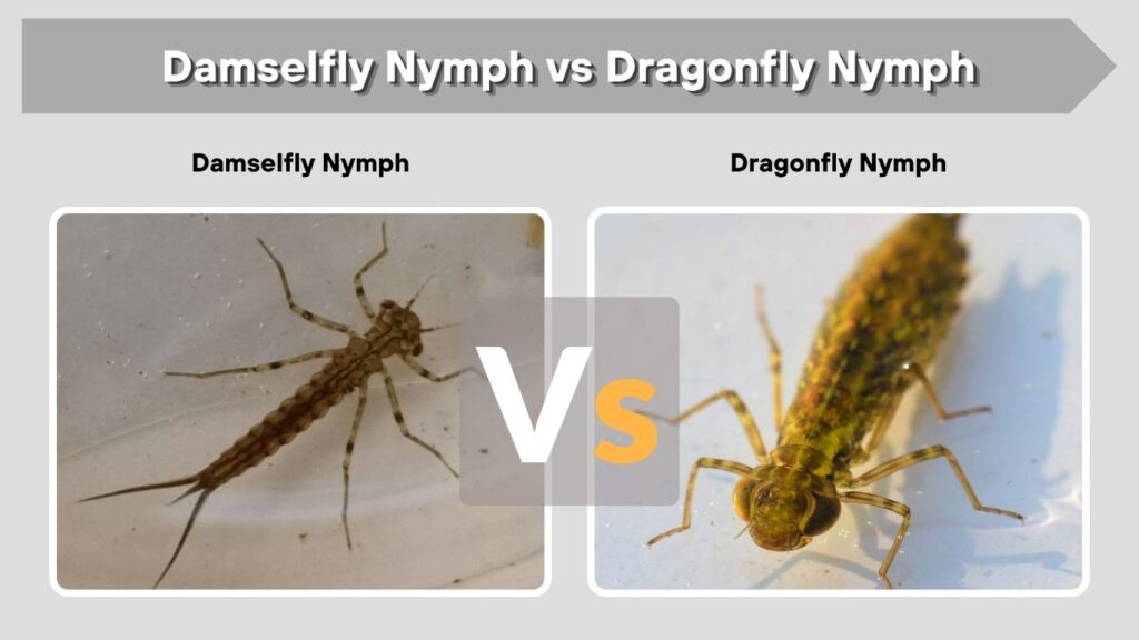 Damselfly Nymph: Identification, Habitat, Diet & Facts