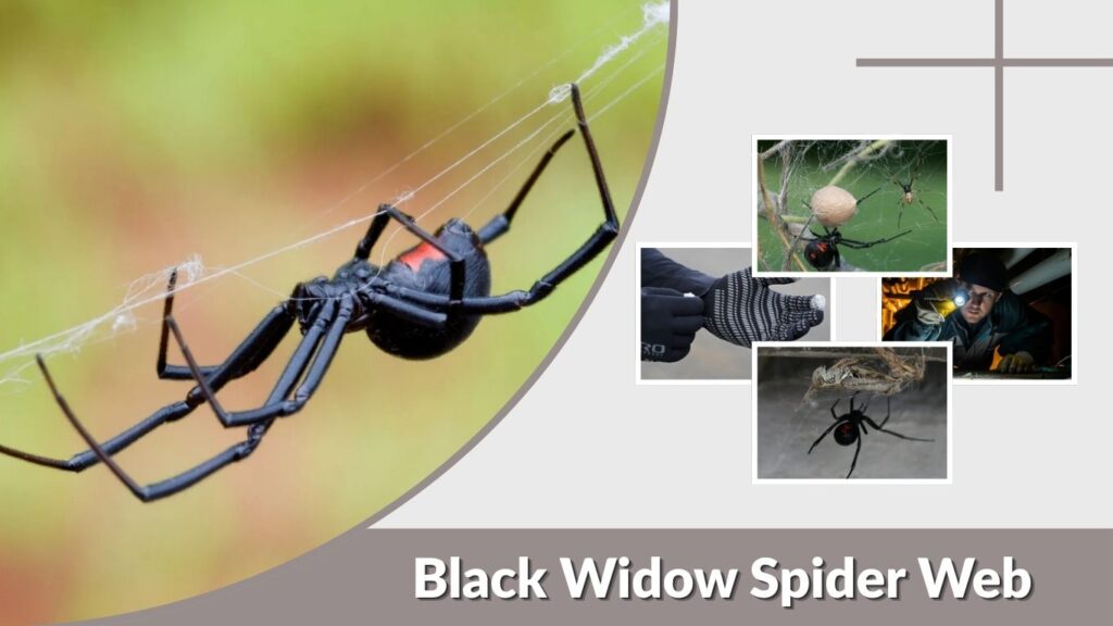 Black Widow Spider Web: Pattern, Identification, and Safety