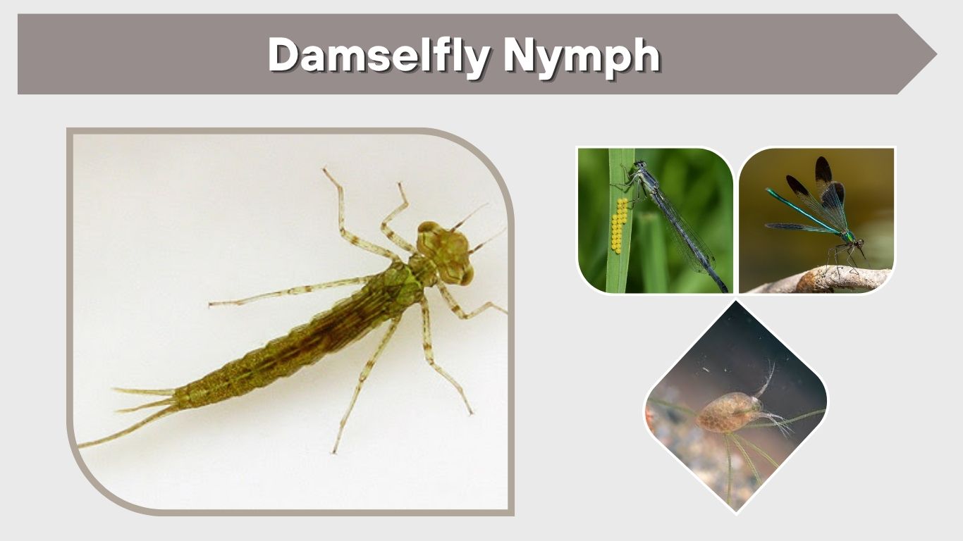Damselfly Nymph: Identification, Habitat, Diet & Facts