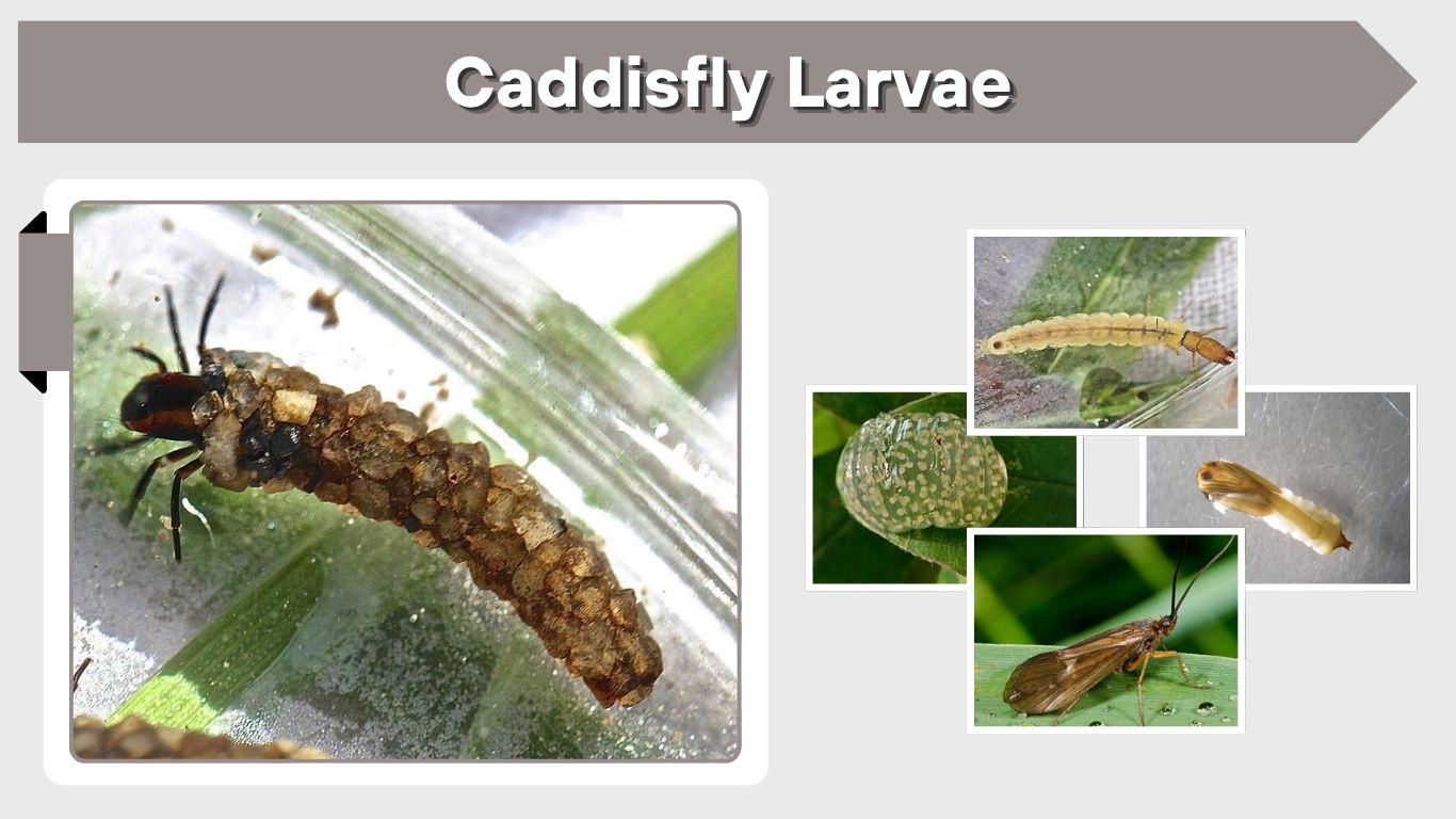 Caddisfly Larvae: Habitat, Diet, Life Cycle and Facts