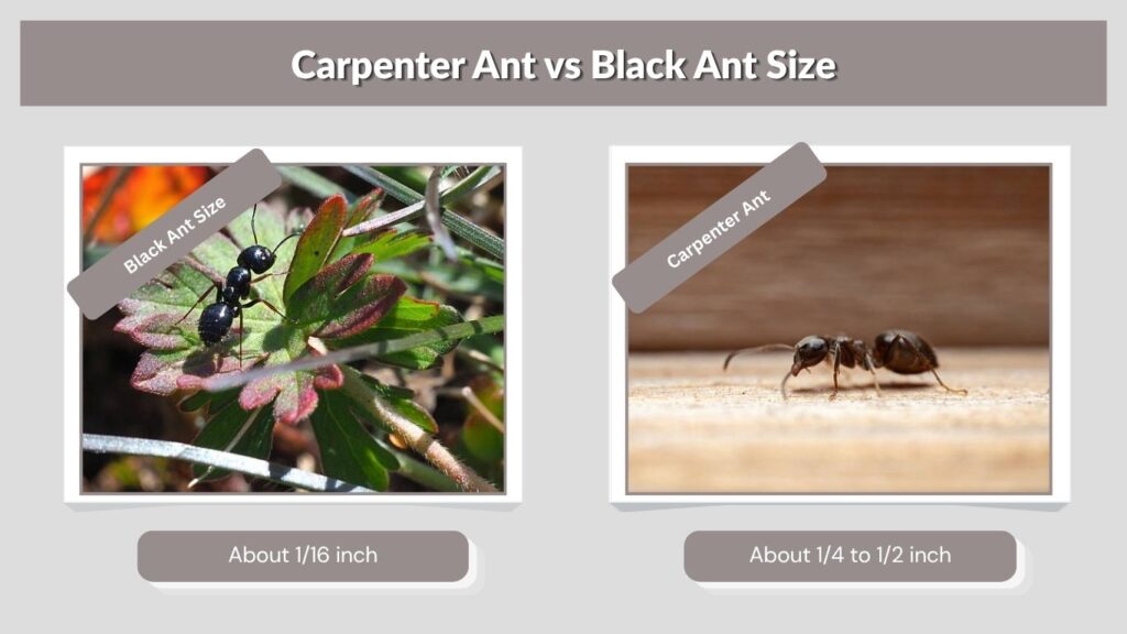 Black Ants vs Carpenter Ants: How to Tell Them Apart