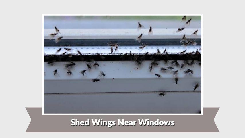10 Common Signs of Carpenter Ants in Your House